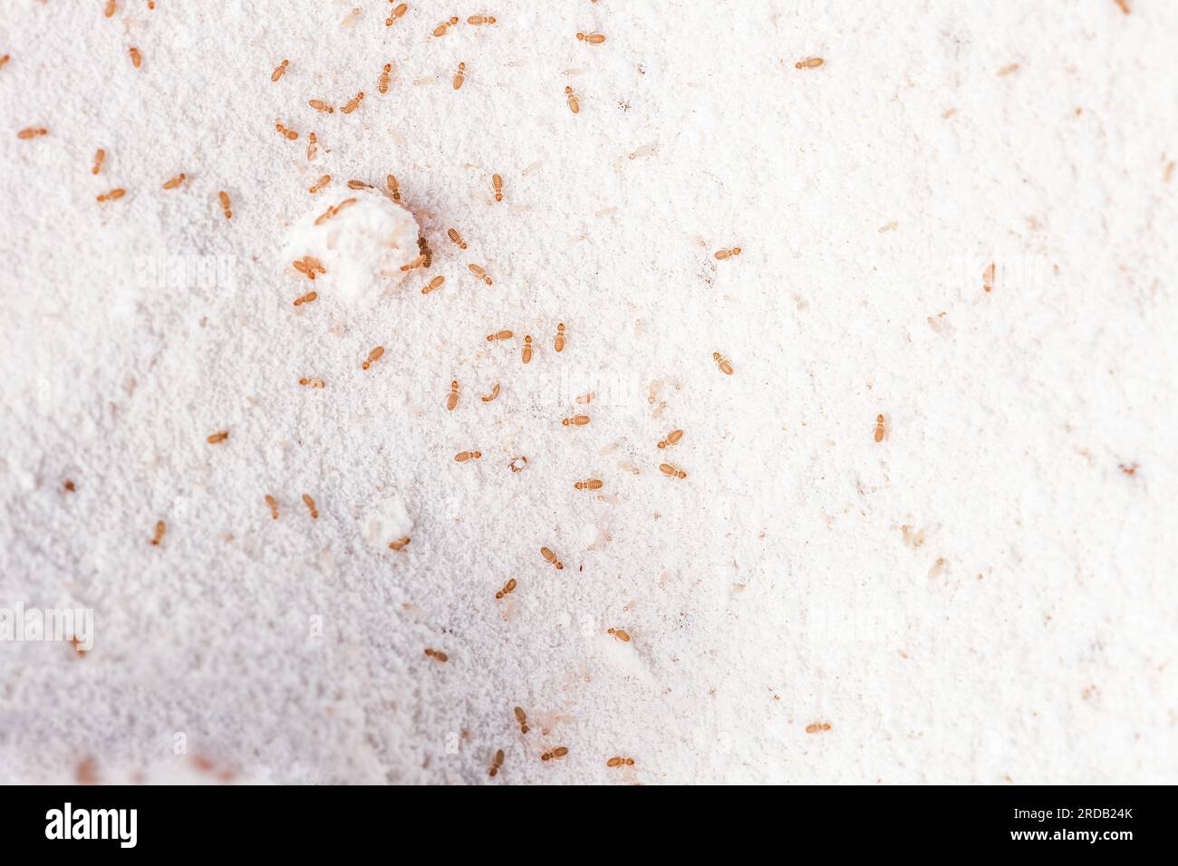 Trogium pulsatorium hi-res stock photography and images - Alamy