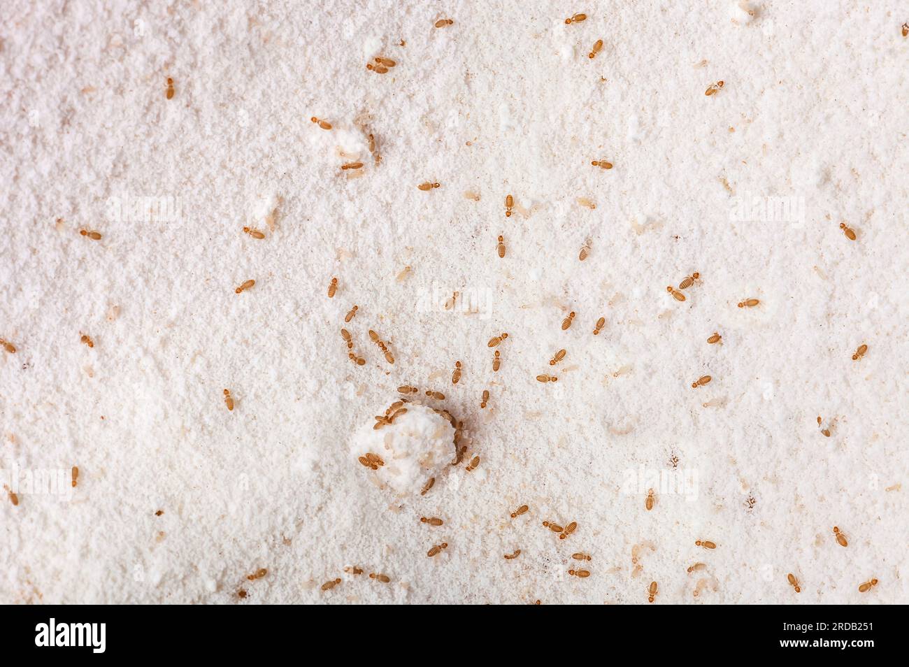 Flour beetle larva hi-res stock photography and images - Alamy