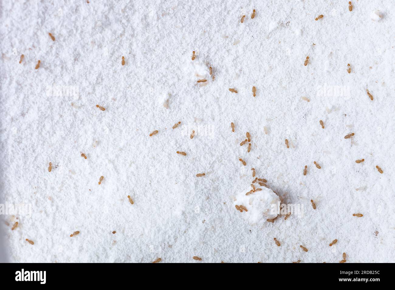 Flour beetle larva hi-res stock photography and images - Alamy