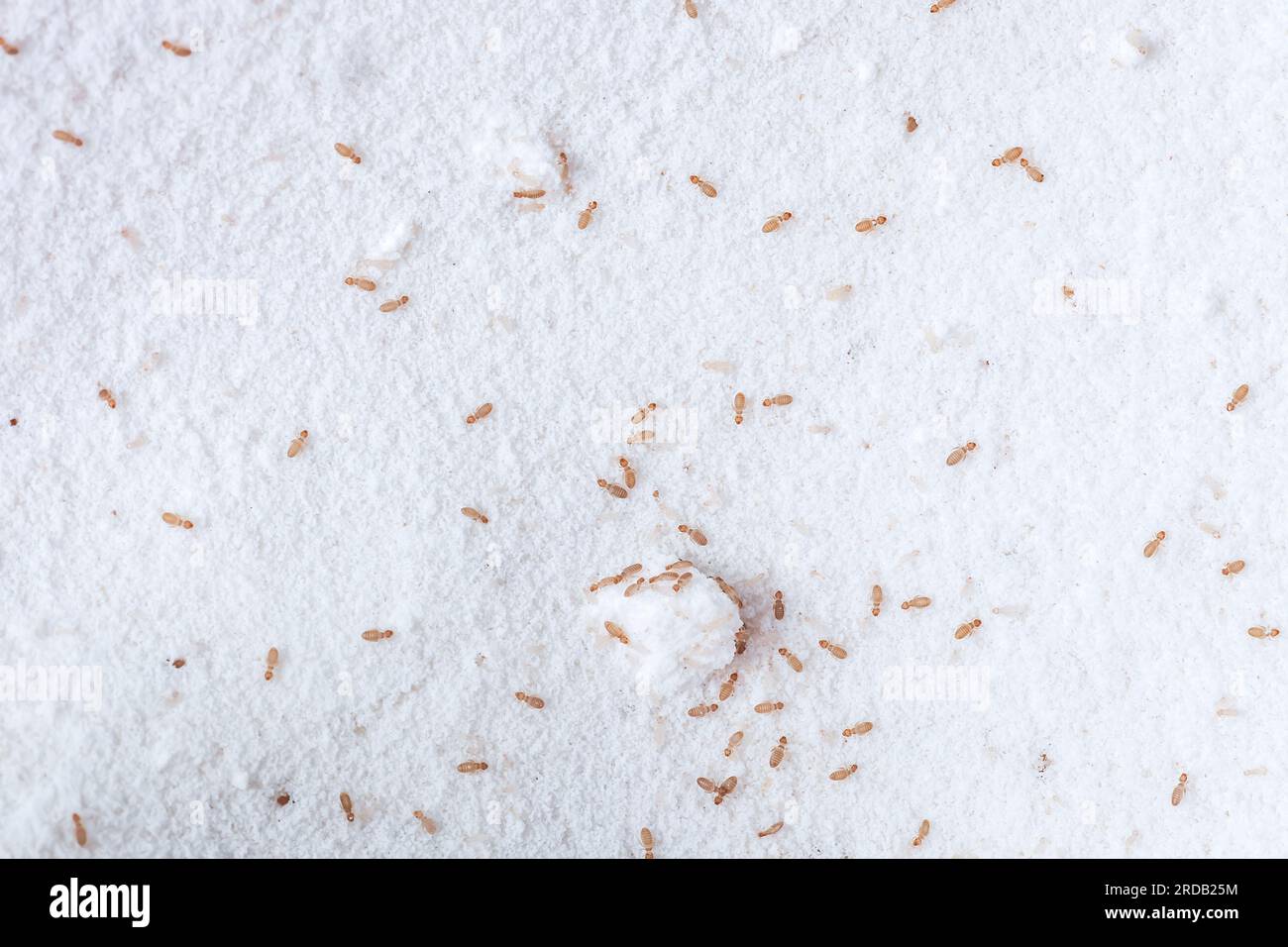 Pulsatorium hi-res stock photography and images - Alamy