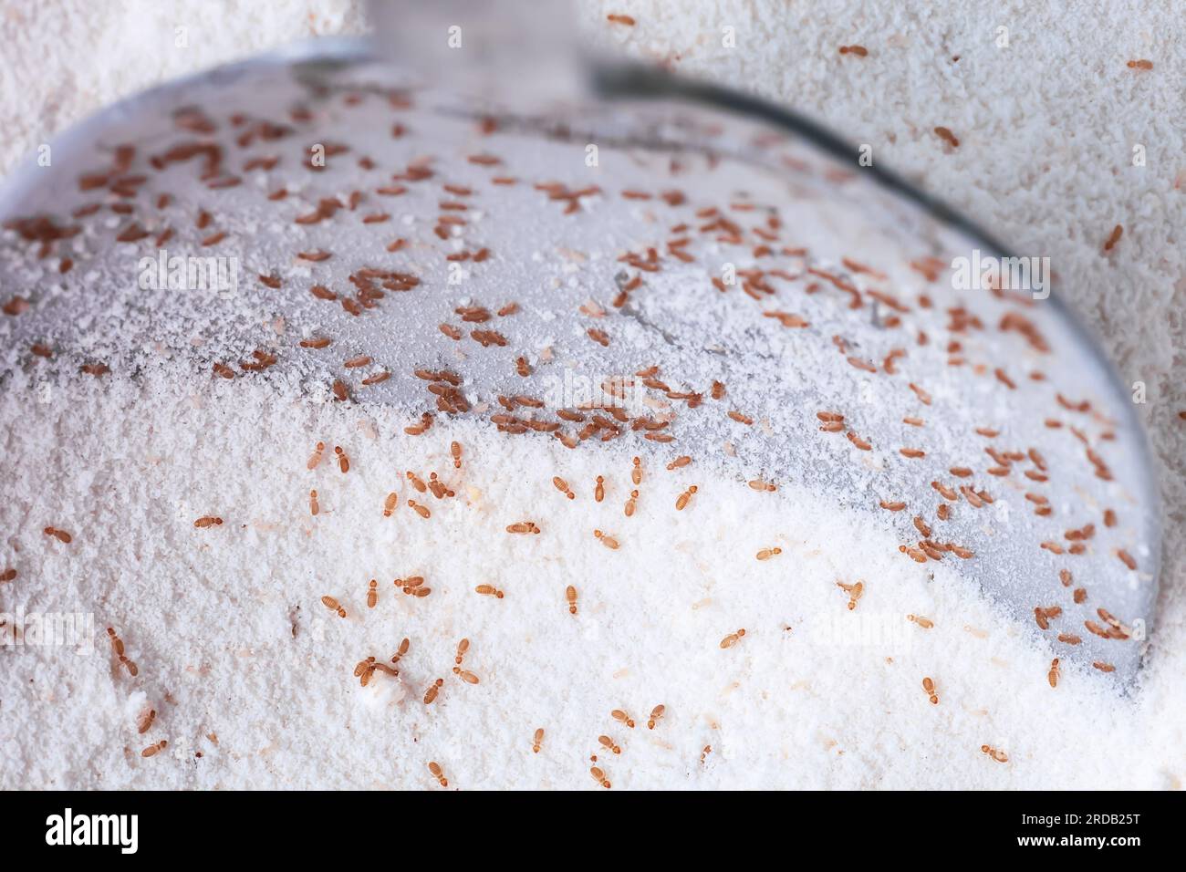 Liposcelis hi-res stock photography and images - Alamy