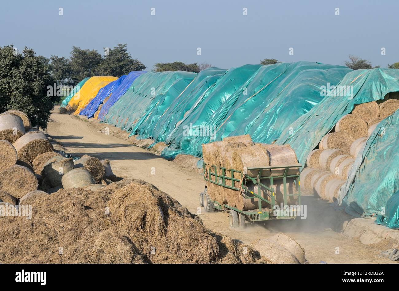 INDIA, Punjab, Lehragaga, Verbio biogas plant process paddy straw to ...