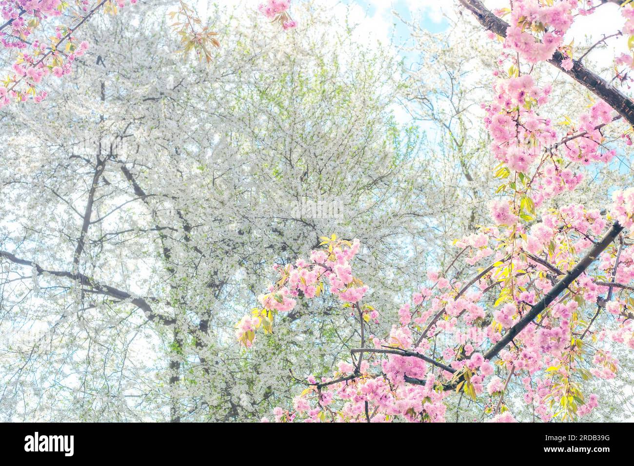 Blossoms spring sunlight garden background. Branches of pink japanese ...