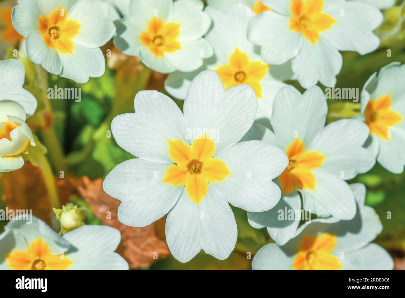 English primrose small white flowers growing in spring sunny garden ...