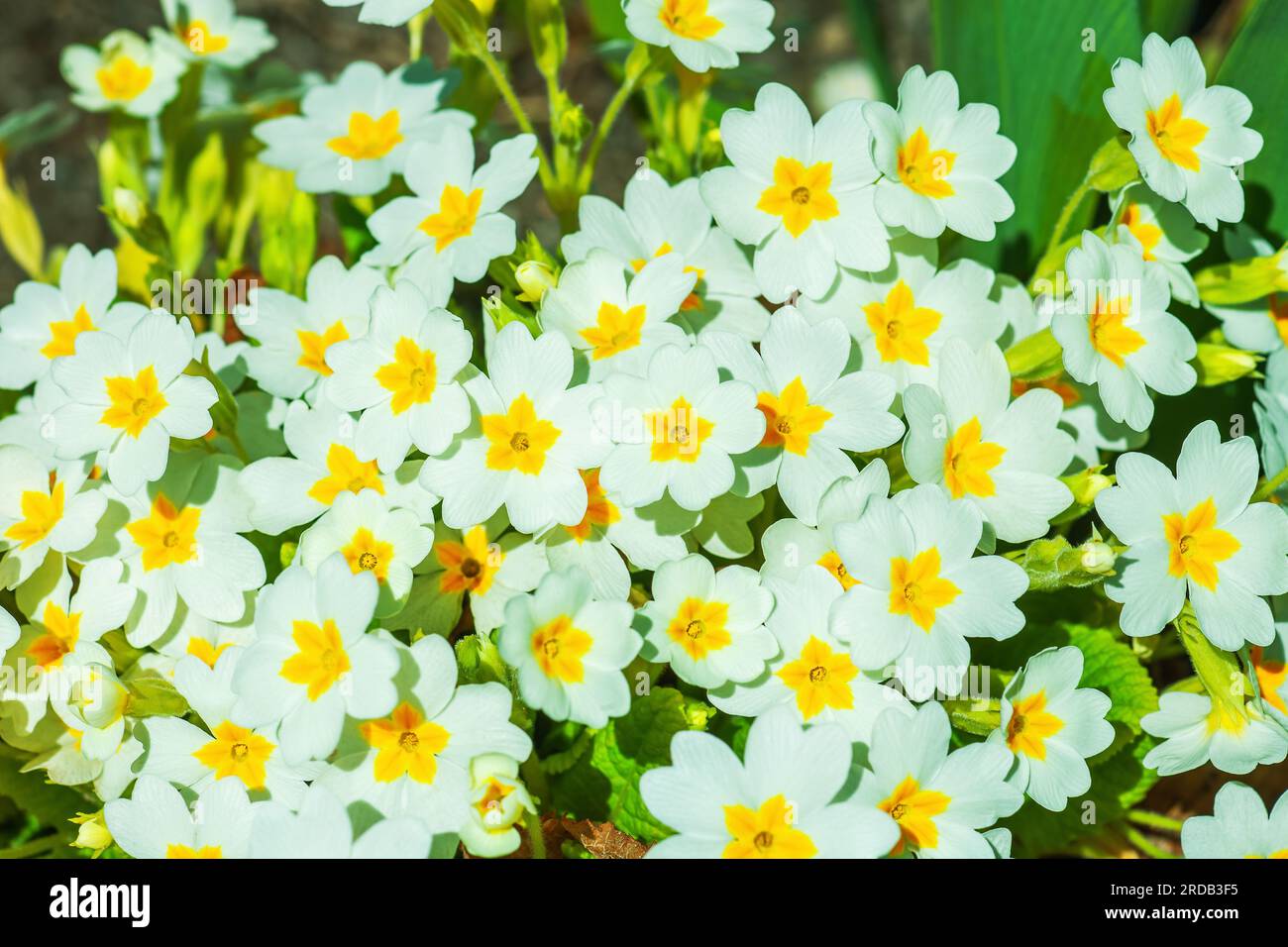 English primrose small white flowers growing in spring garden, top view ...