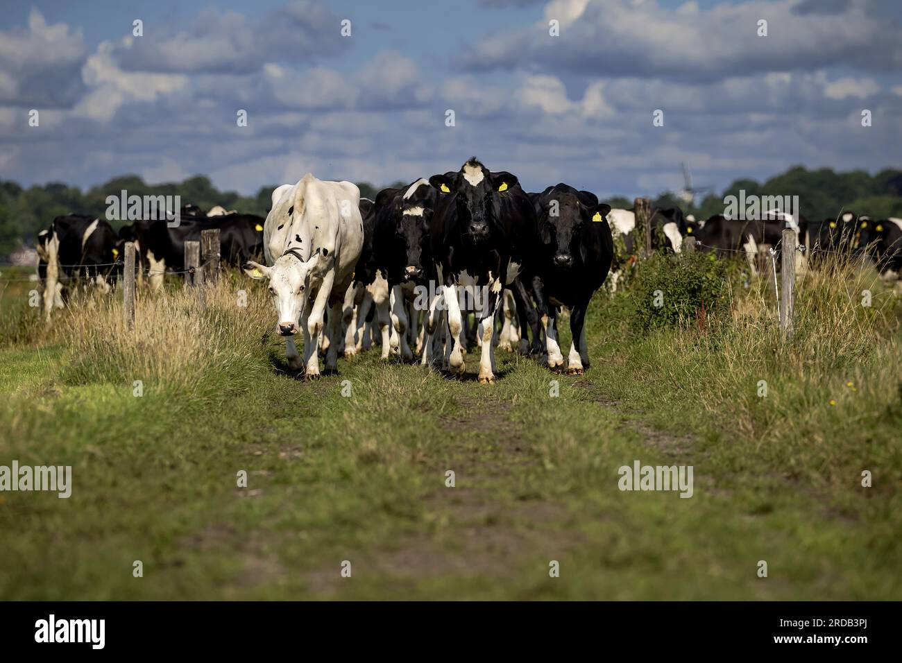 SOEST - 20/07/2023, Cows walk towards the stable on a sustainable farm ...