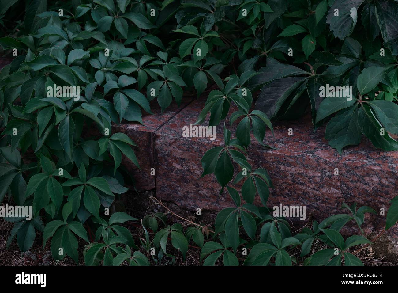A dark red marble wall with white veins and climbing wild green grapes ...