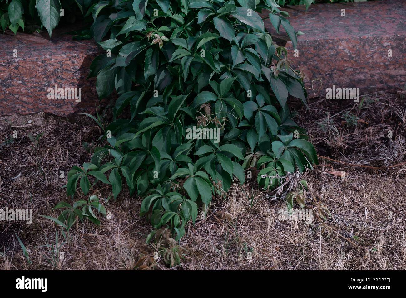 Dead vine yard hi-res stock photography and images - Alamy