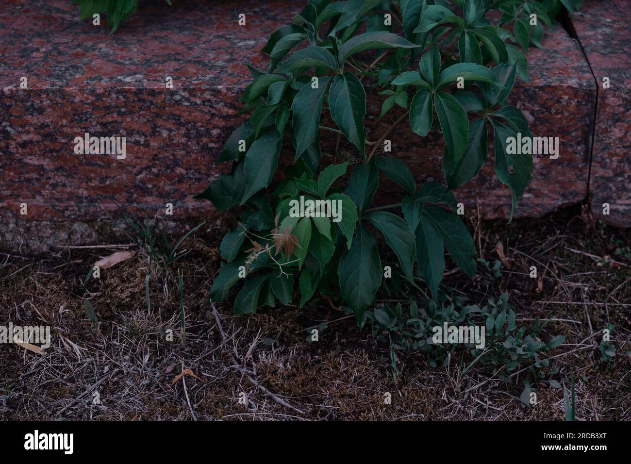 Dead vine yard hi-res stock photography and images - Alamy