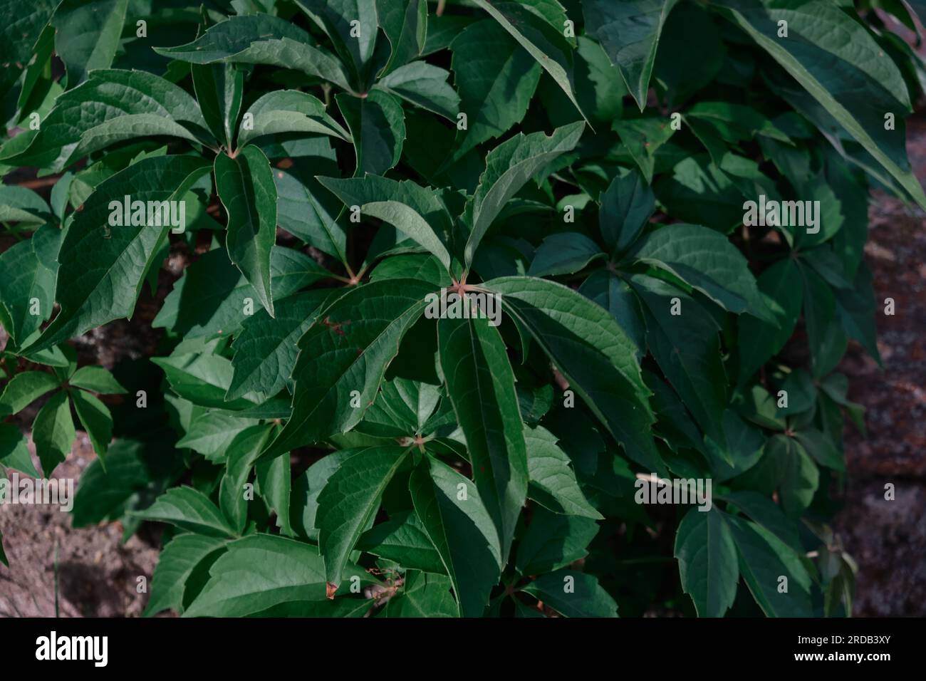 Dead vine yard hi-res stock photography and images - Alamy