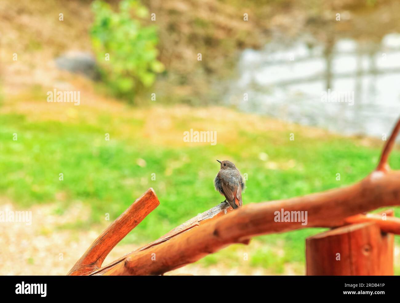 Black redstart small bird sitting on wooden fence. Phoenicurus ochruros ...