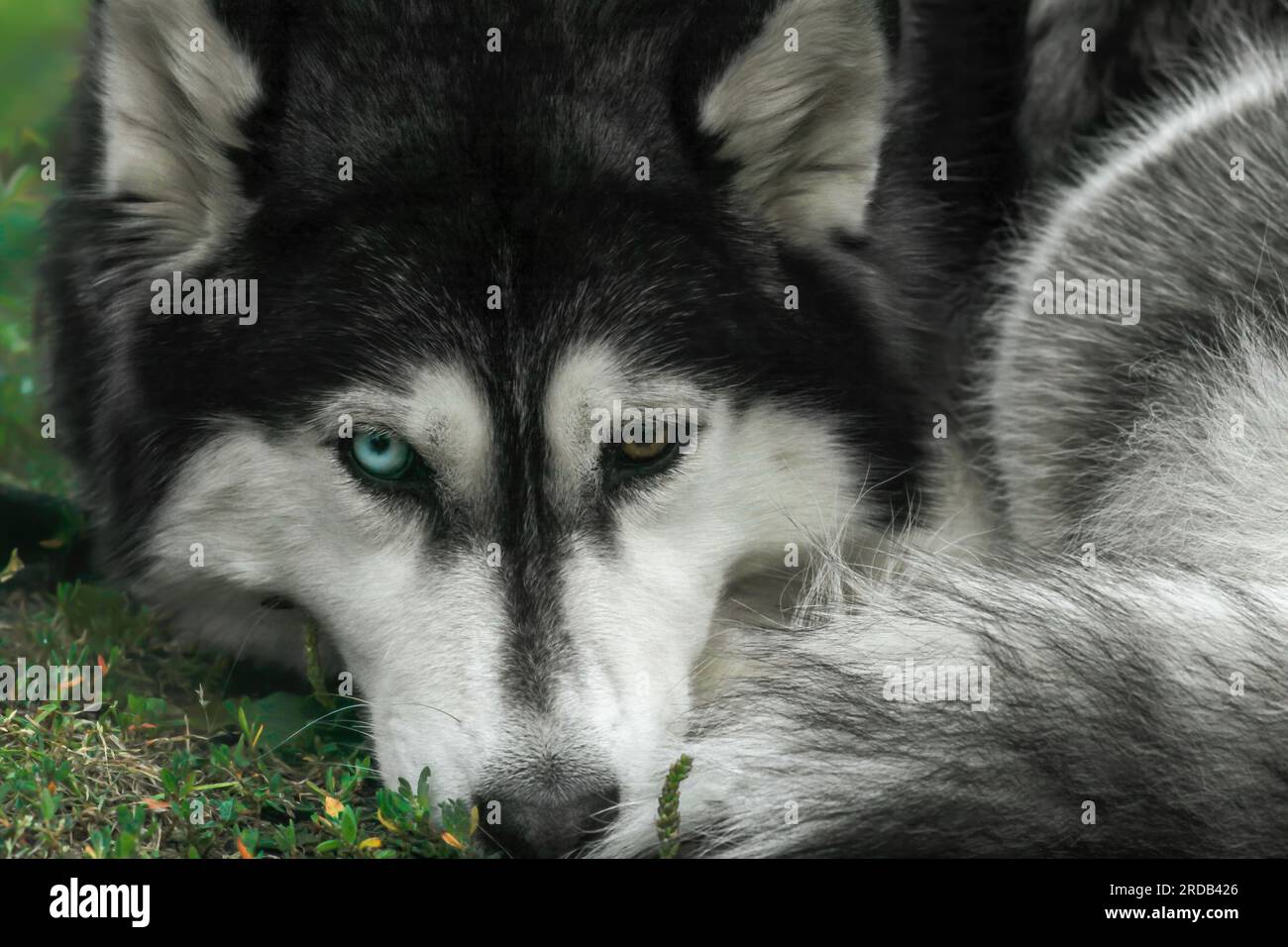 Portrait of Siberian Husky with different colored eyes. Headshot ...