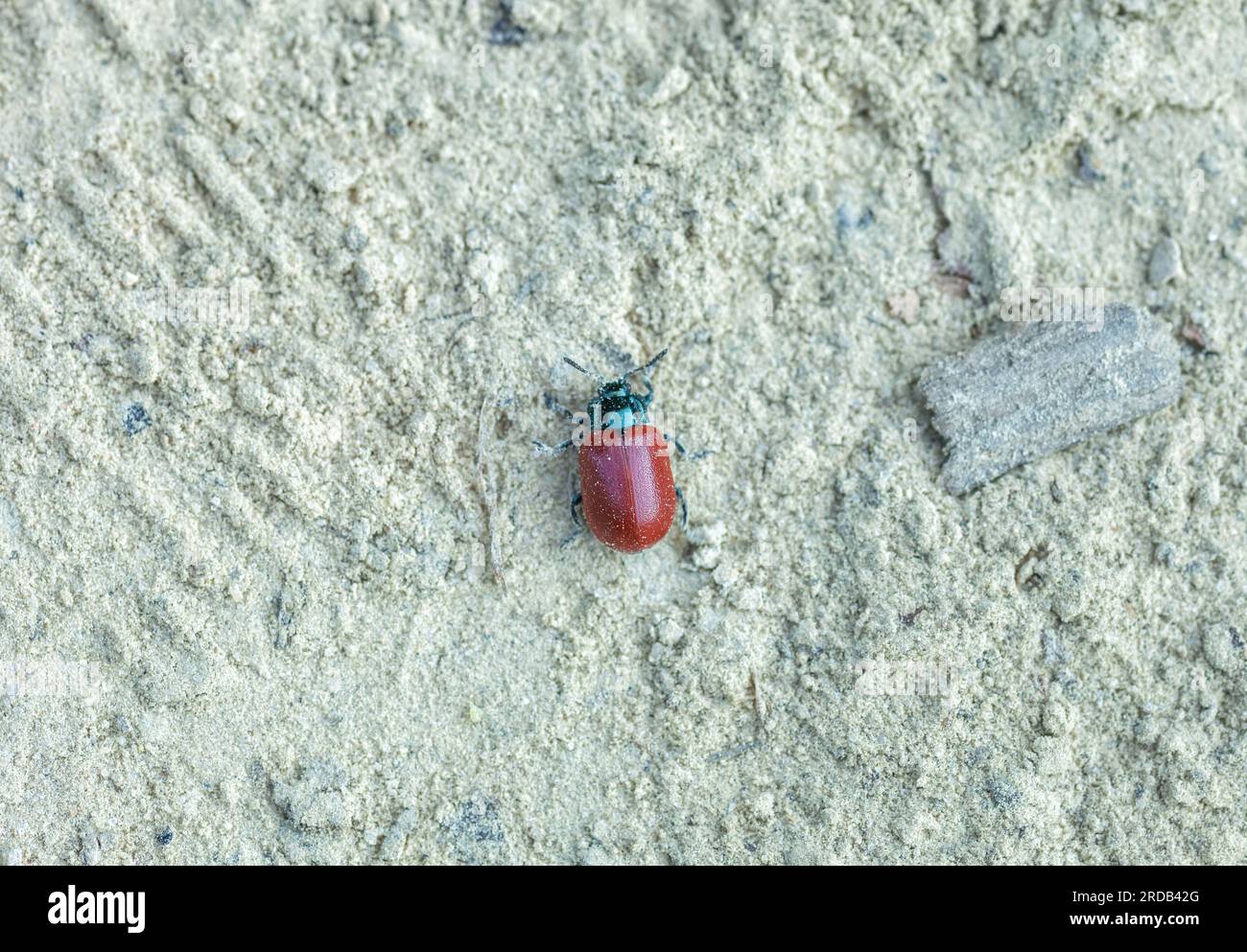 Chrysomela sp. brown bug crawling on white sand, dorsal view ...