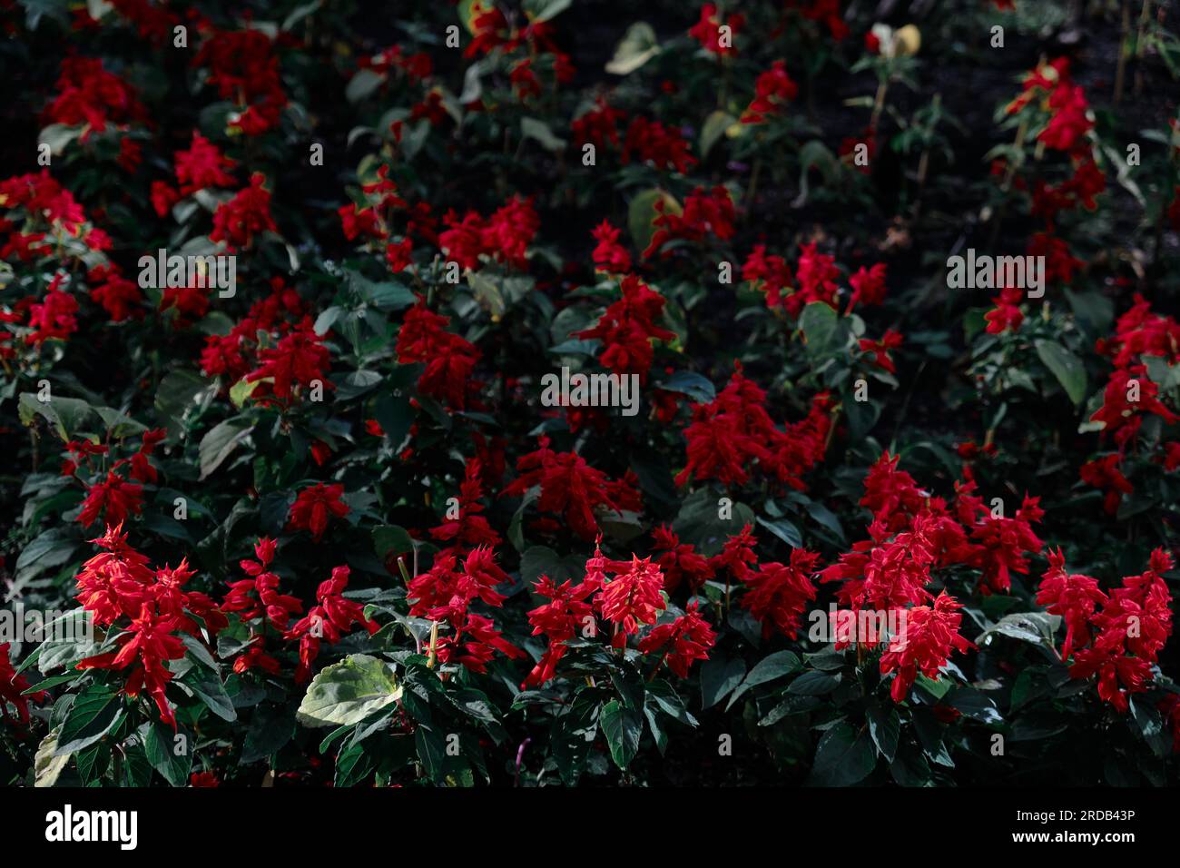 this little red flower growing up and getting taller in publick park ...