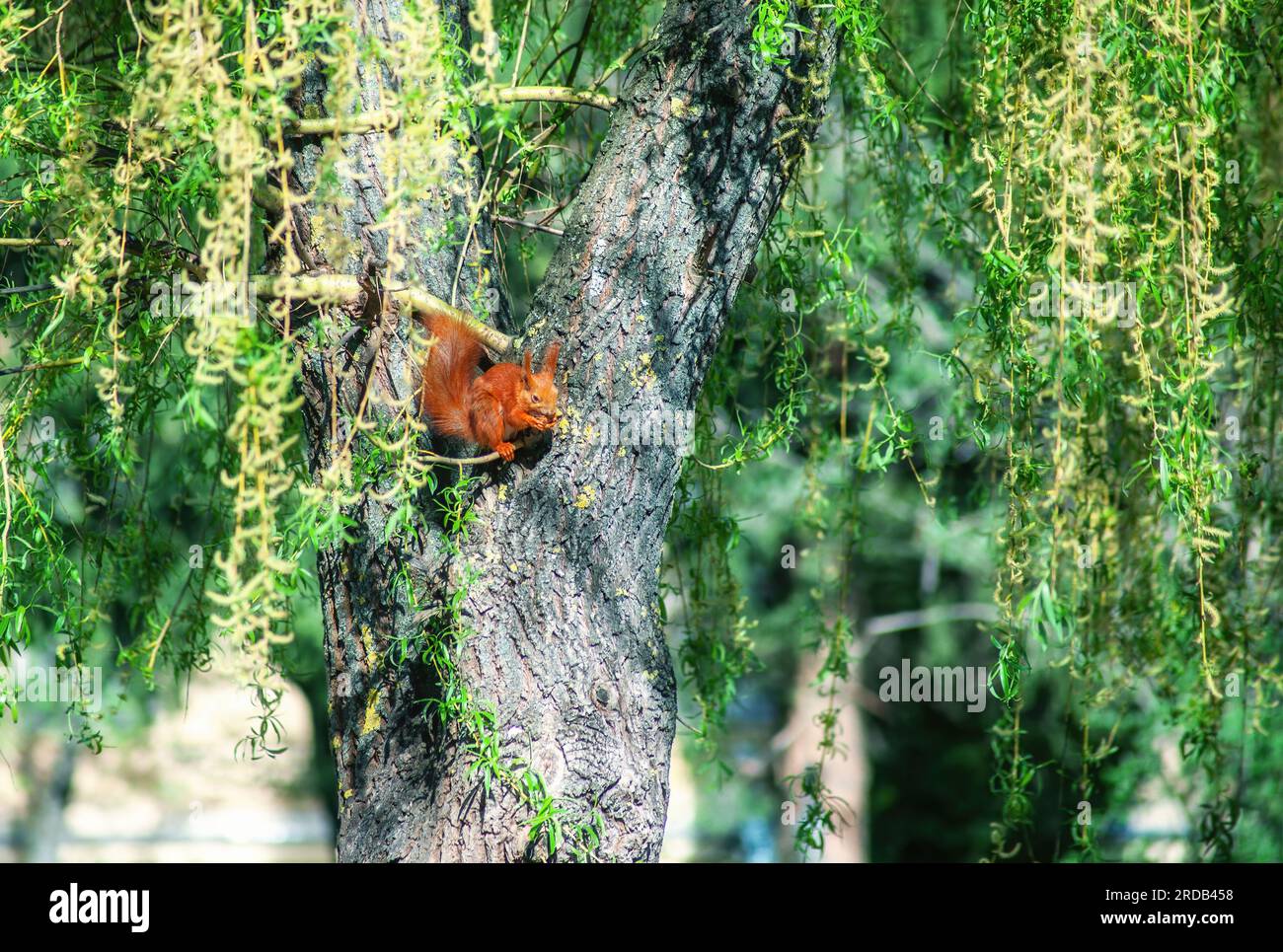 Cute small Eurasian red squirrel sitting on willow tree and eating nuts ...
