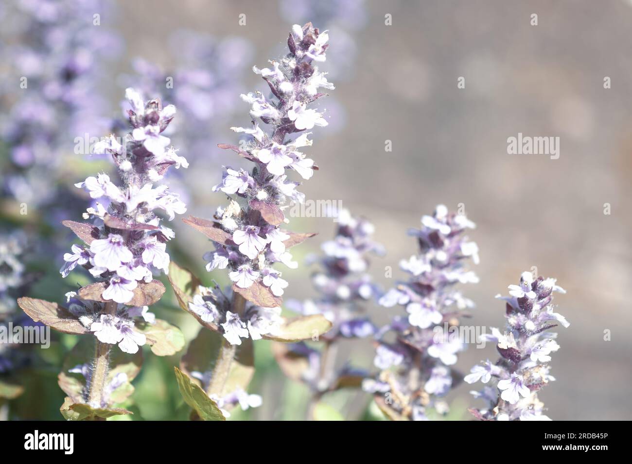 Ajuga reptans purple flowers grow in summer sunny field. Blue bugle or ...