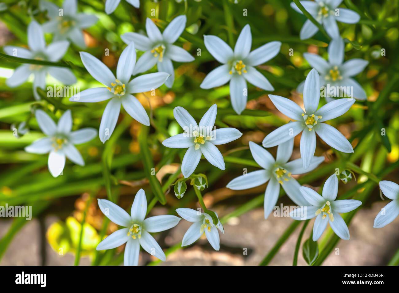 Garden star-of-Bethlehem white flowers growing, top view. Ornithogalum ...