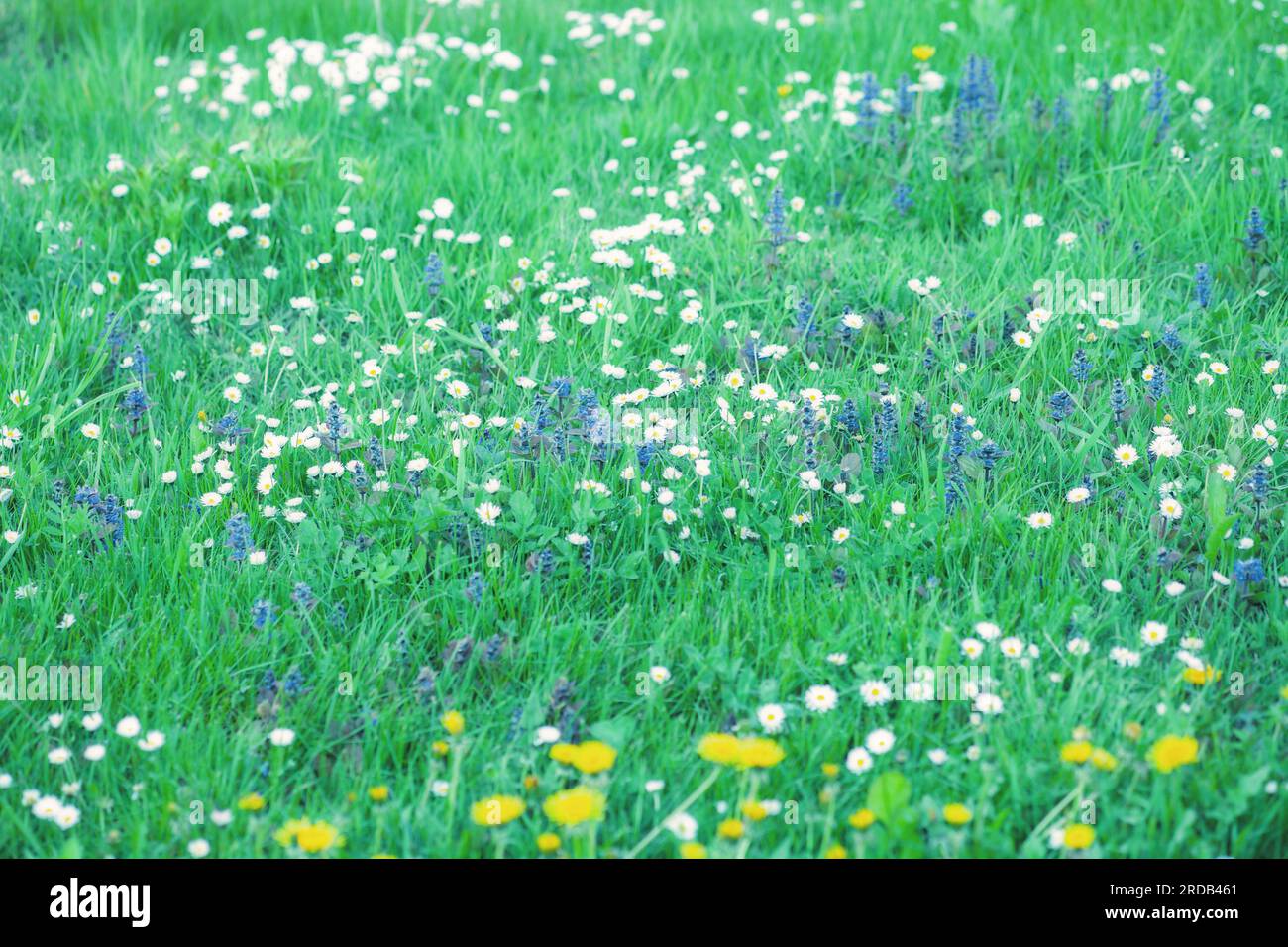 Green grass and various wild flowers grow in summer meadow. Variety ...