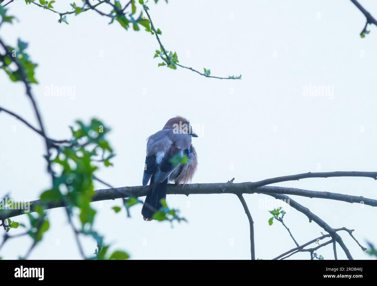 Eurasian Jay sits on tree in spring woods, back view. Garrulus ...