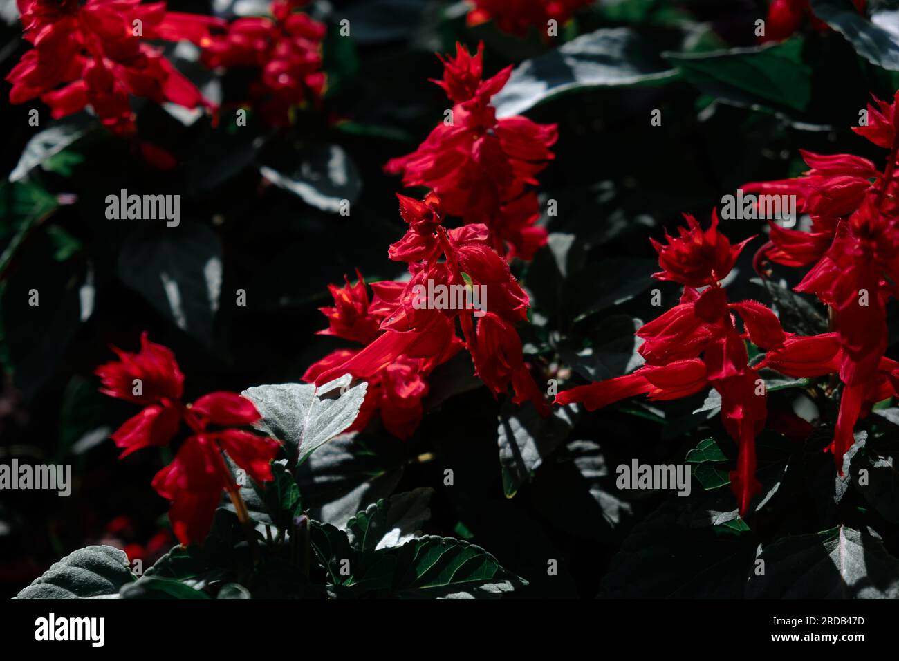 this little red flower growing up and getting taller in publick park ...