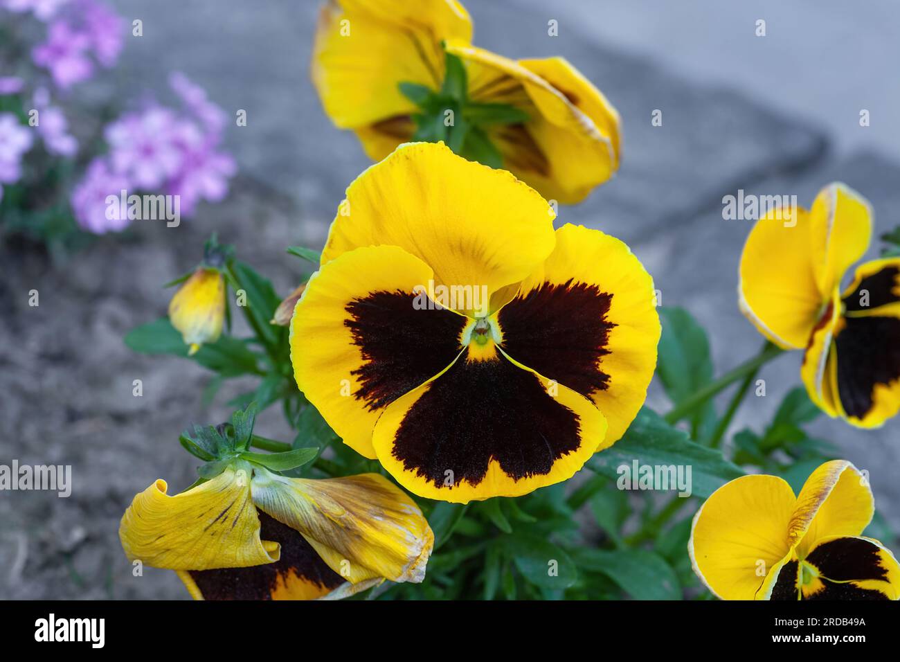 Viola Cello Yellow Blotched bloom. Bright pansy flowers grow in spring ...