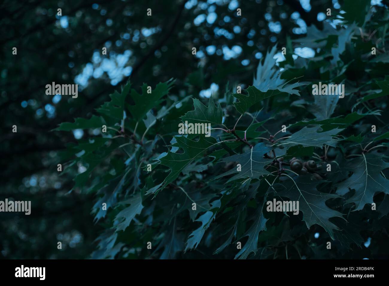 Dark leaves oak tree hi-res stock photography and images - Alamy