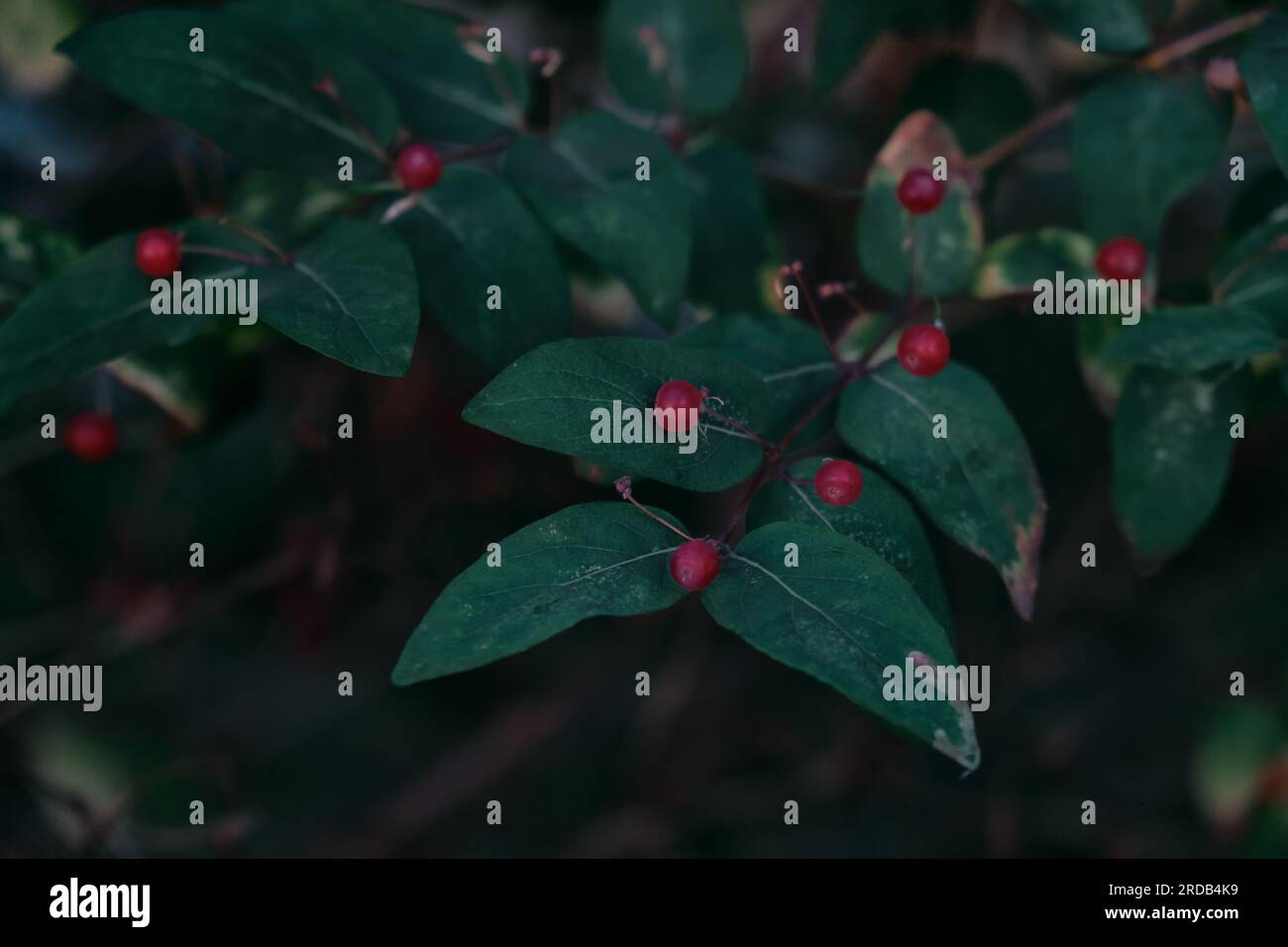 Formosa or Chinese firethorn bush shrub hedge plant branches with green ...