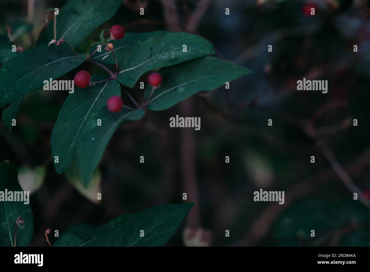 Formosa or Chinese firethorn bush shrub hedge plant branches with green ...