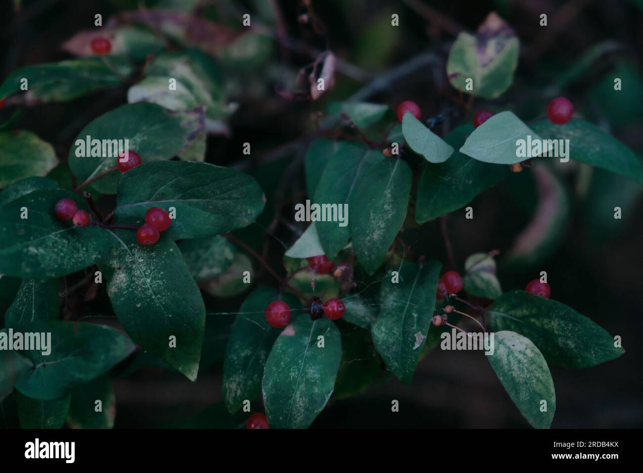 Formosa or Chinese firethorn bush shrub hedge plant branches with green ...