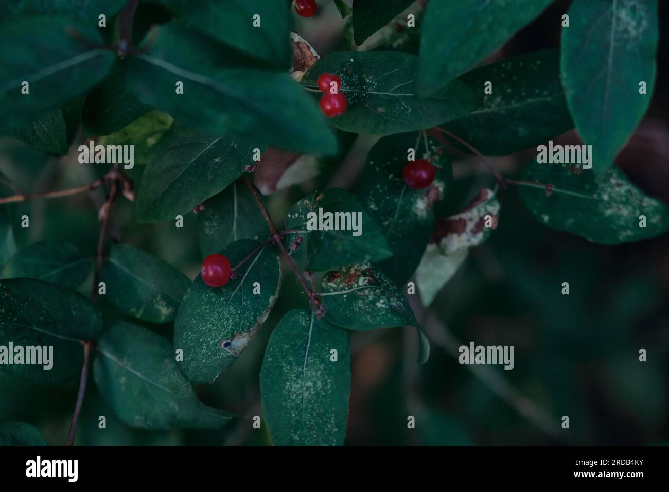 Formosa or Chinese firethorn bush shrub hedge plant branches with green ...