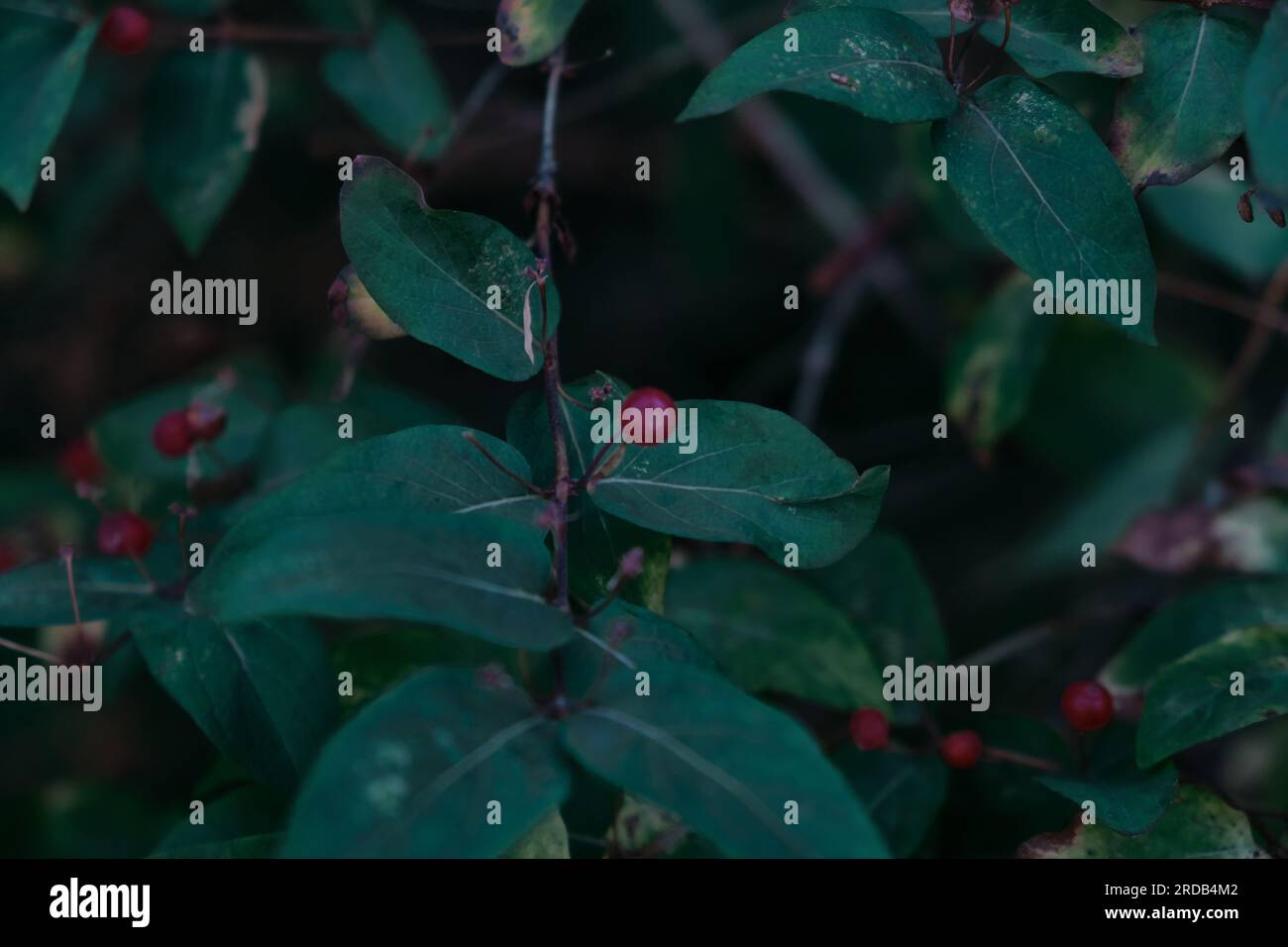 Formosa or Chinese firethorn bush shrub hedge plant branches with green ...