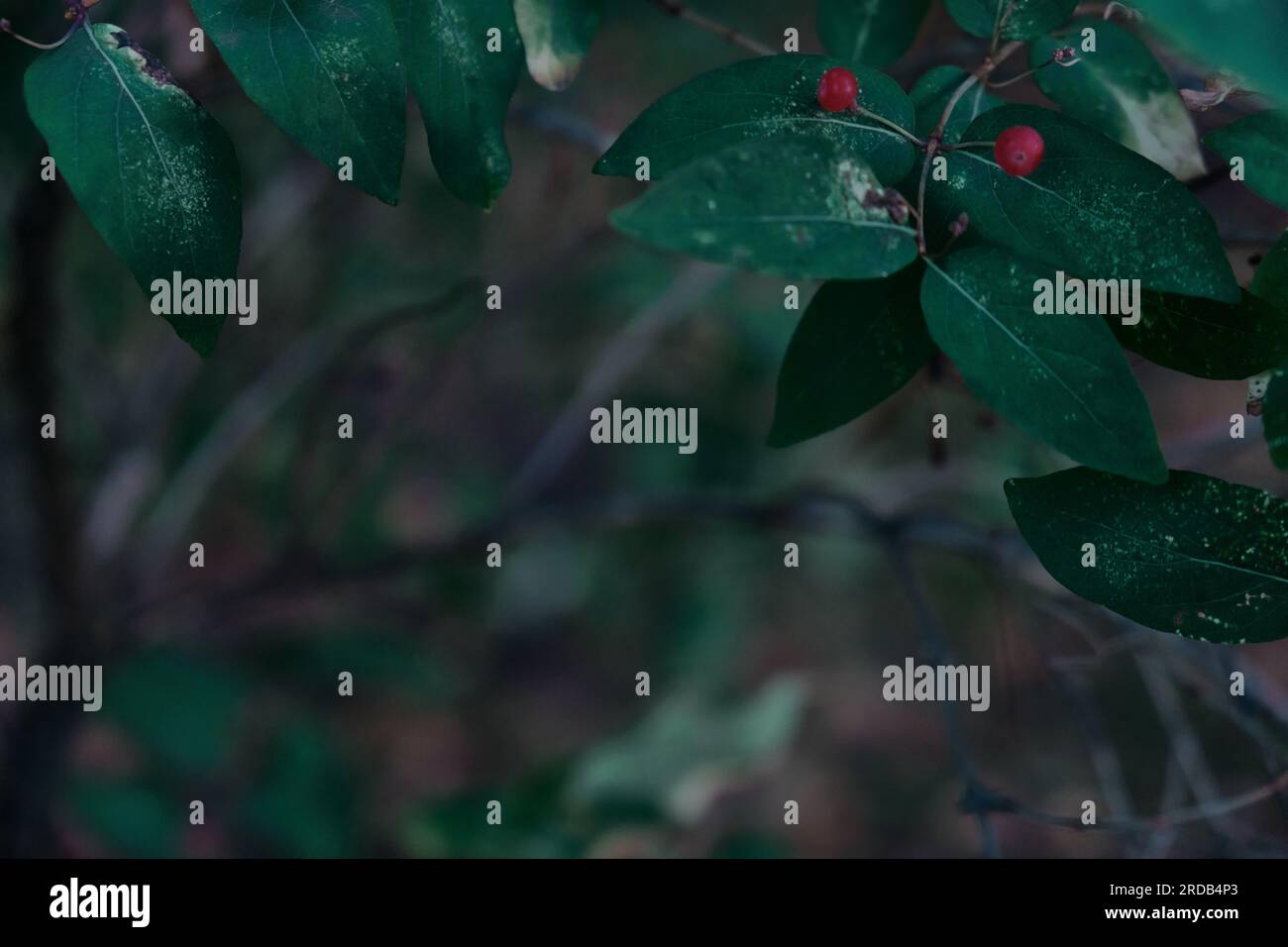 Formosa or Chinese firethorn bush shrub hedge plant branches with green ...