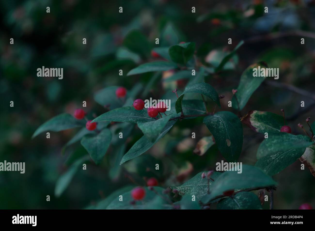 Formosa or Chinese firethorn bush shrub hedge plant branches with green ...