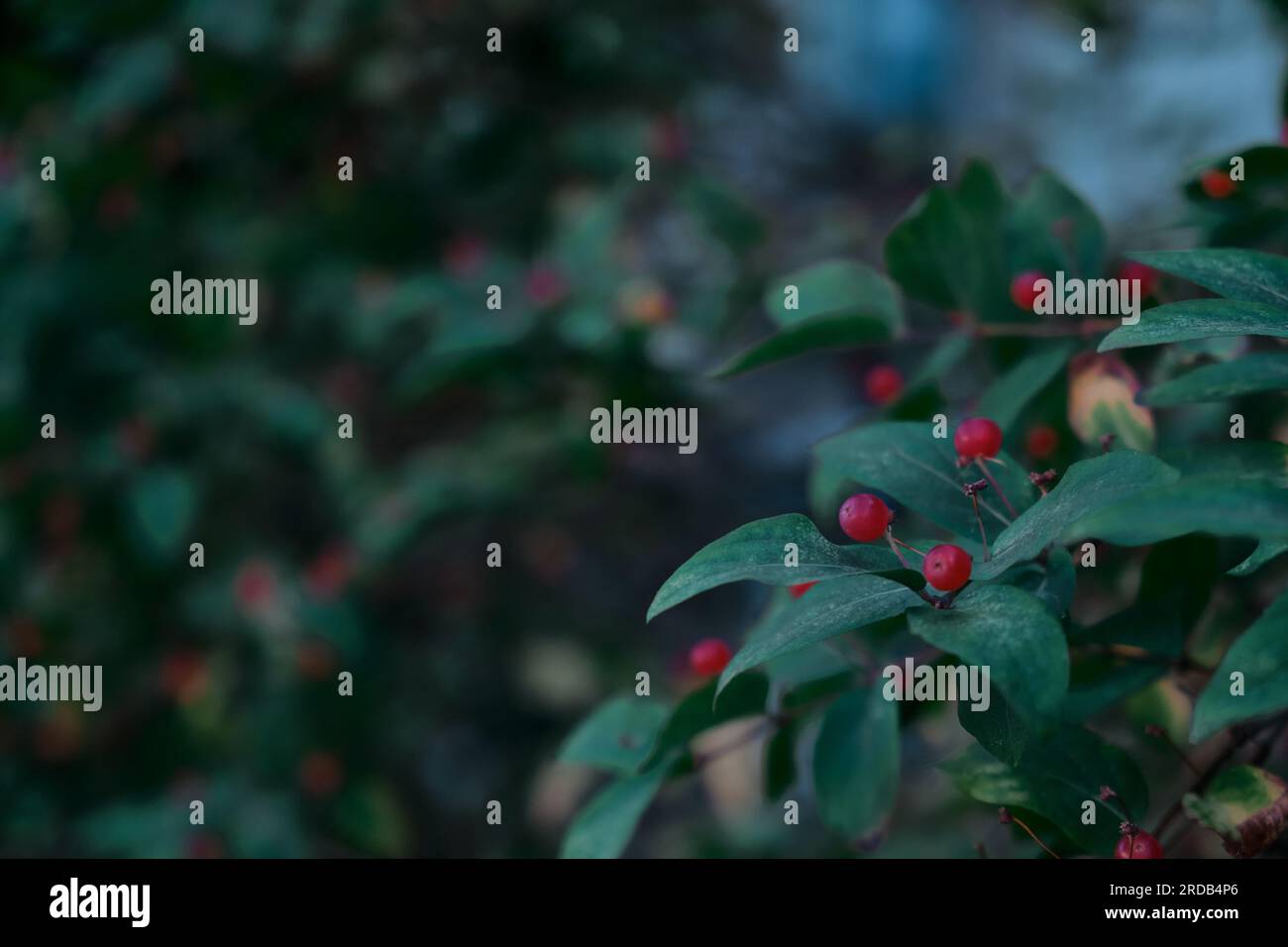 Formosa or Chinese firethorn bush shrub hedge plant branches with green ...