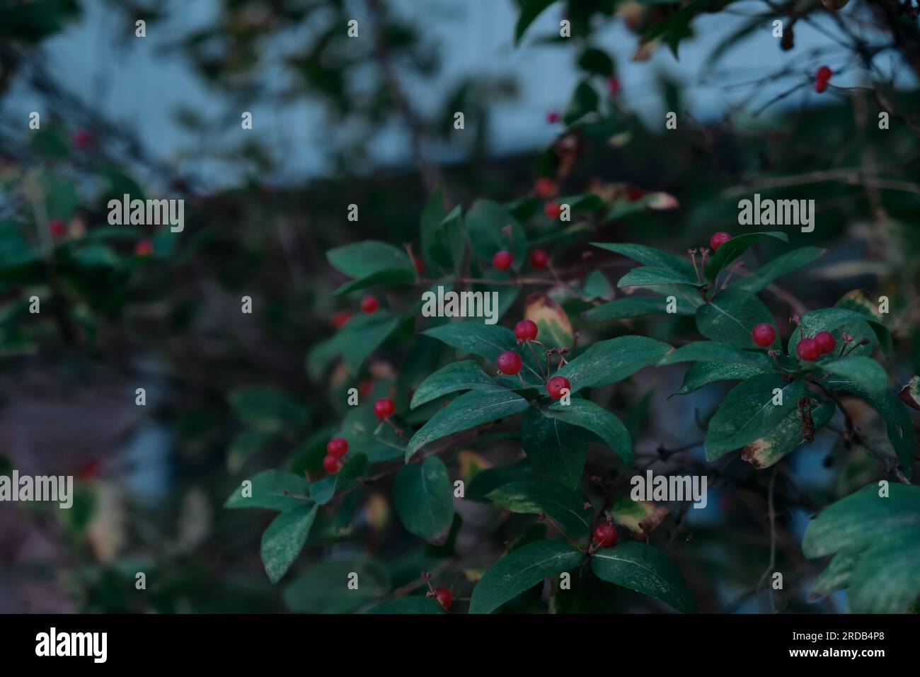 Formosa or Chinese firethorn bush shrub hedge plant branches with green ...