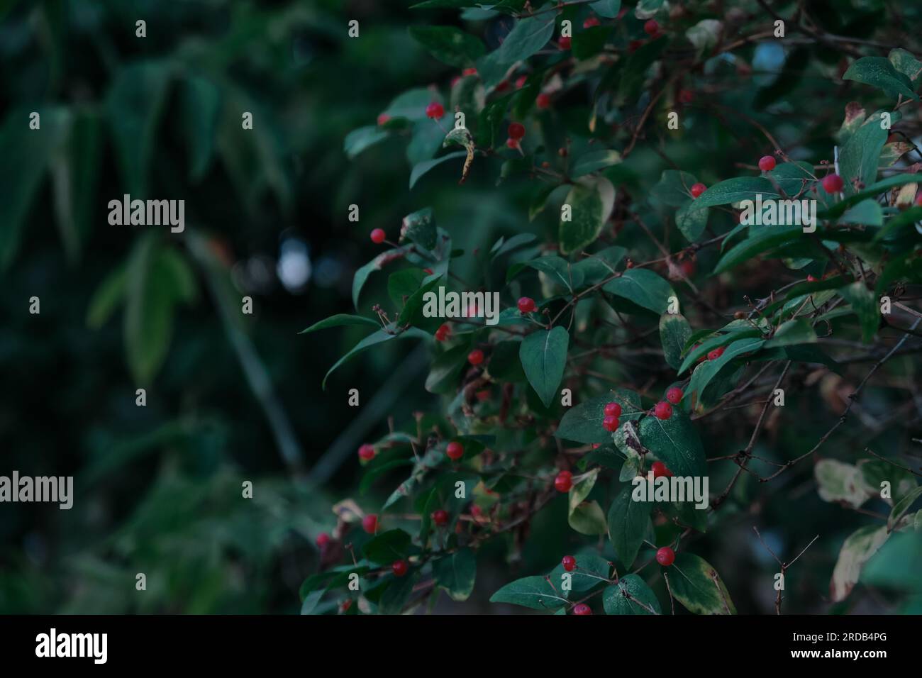 Formosa or Chinese firethorn bush shrub hedge plant branches with green ...