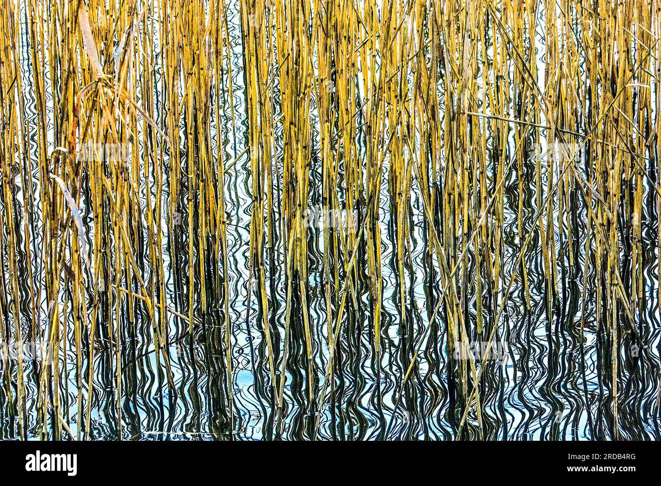 Natural patterns hi-res stock photography and images - Alamy