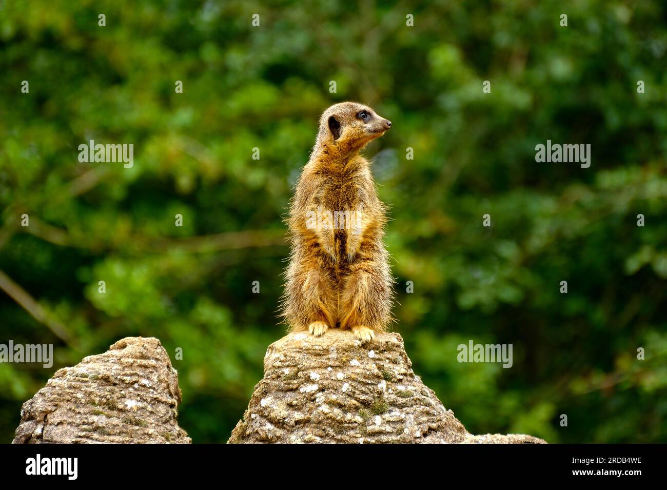 Meerkat insurance hi-res stock photography and images - Alamy