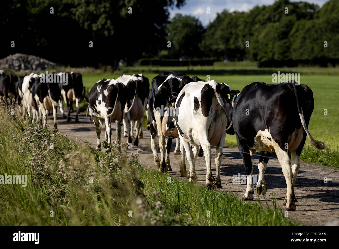 SOEST - 20/07/2023, Cows walk towards the stable on a sustainable farm ...