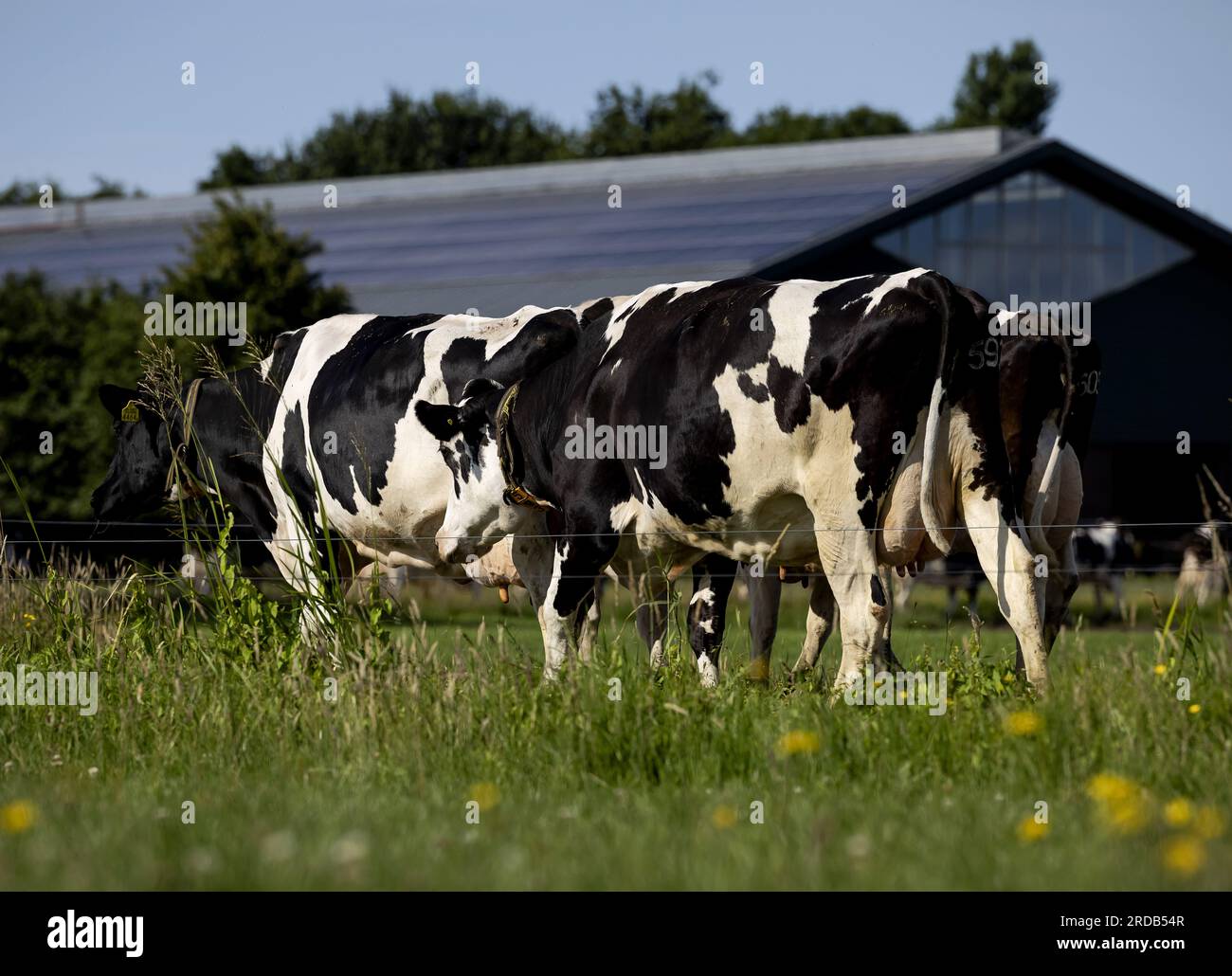 SOEST - 20/07/2023, Cows walk towards the barn where solar panels are ...