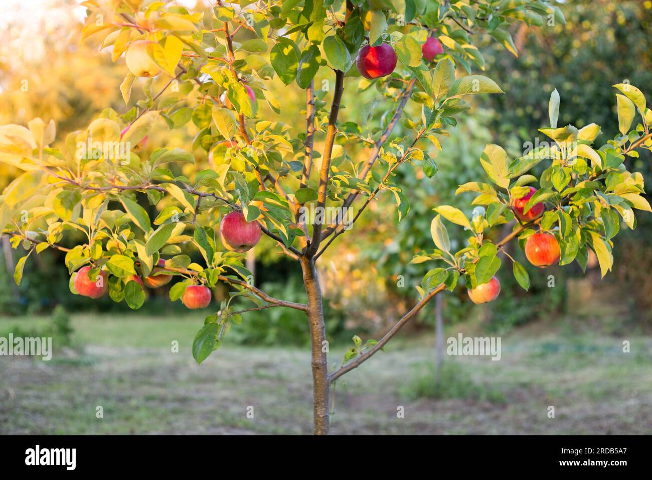 Apple tree with red apples in the garden, illuminated by the evening ...