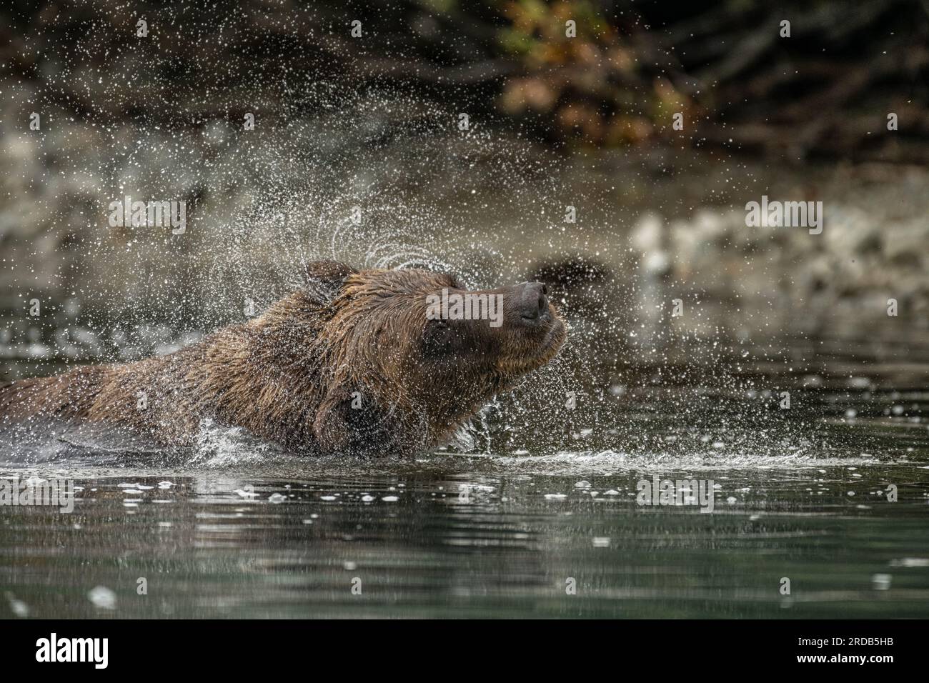 The brown bear shaking water off his fur. ALASKA; USA: MAGICAL ...