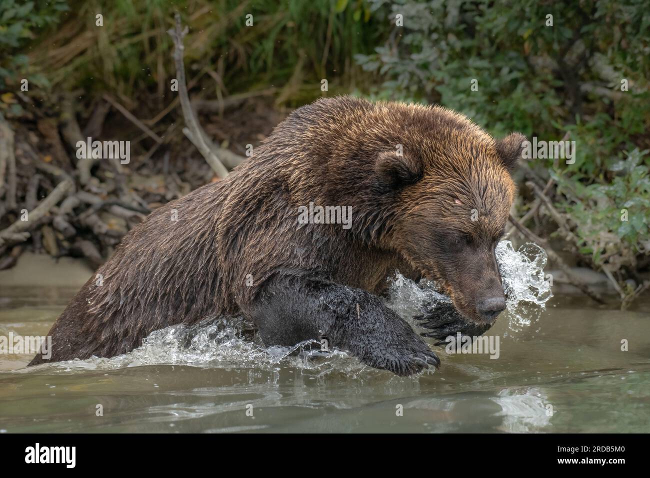 The brown bear pouncing on a fish. ALASKA; USA: MAGICAL photographs ...