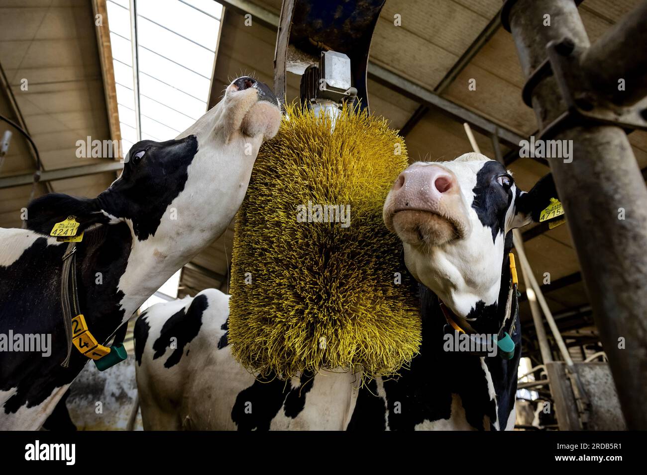 Groep dieren hi-res stock photography and images - Alamy