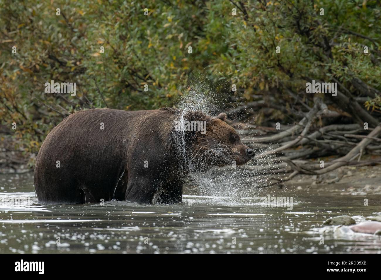 The brown bear shaking his wet fur. ALASKA; USA: MAGICAL photographs ...