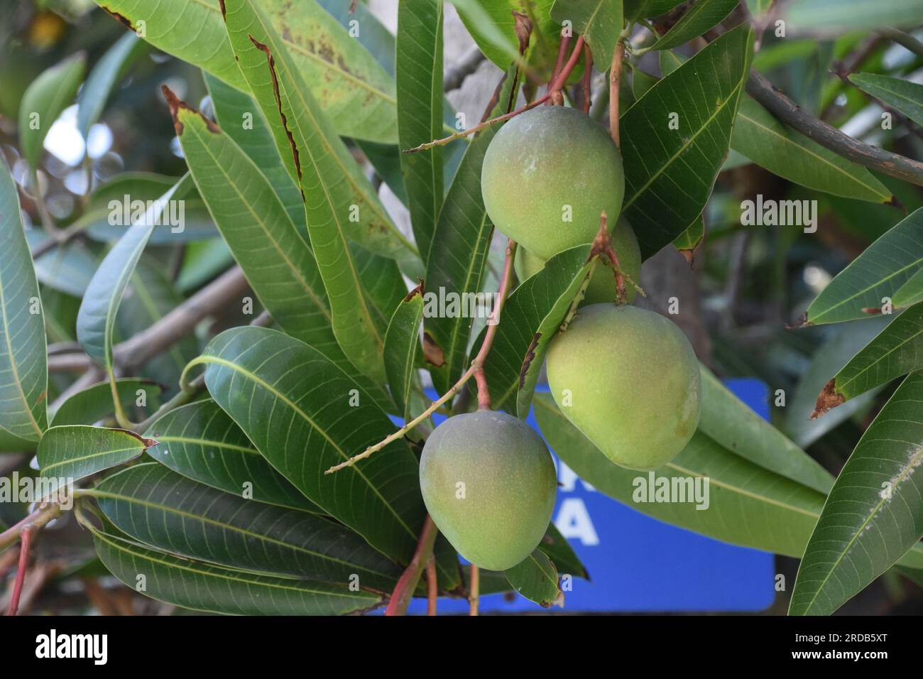 Fresh trio of unripened mangos hanging down on a tree Stock Photo - Alamy