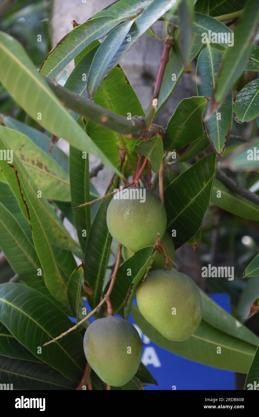Fresh tree with a trio of mangos hanging down in the tropics Stock ...