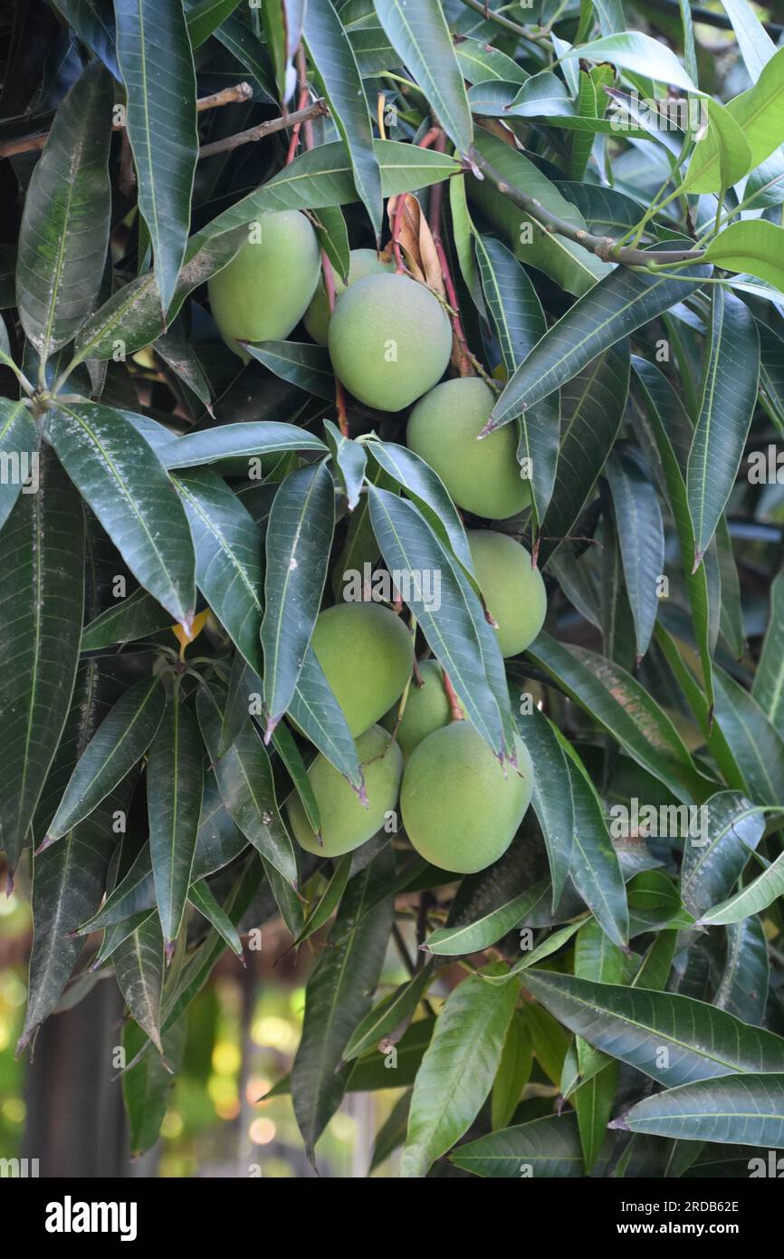 Large fresh collection of mangos hanging down on a mango tree Stock ...