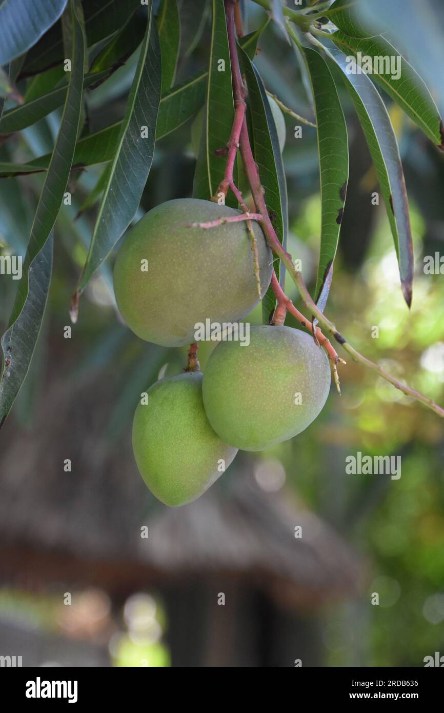 Mango tree with mangos hanging down from a tree branch Stock Photo - Alamy