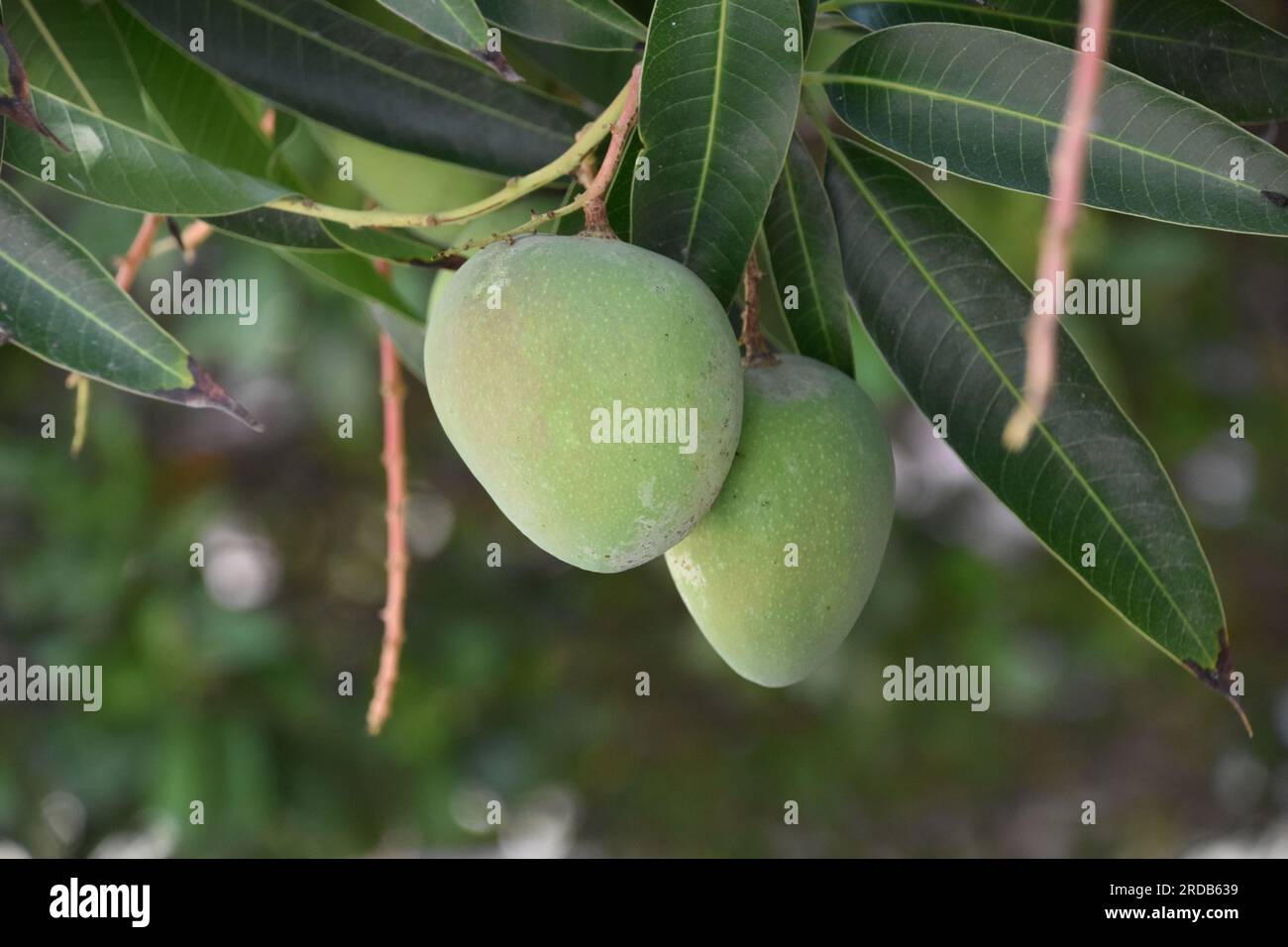 Pair of unripened mangos hanging down from a tree branch in the tropics ...
